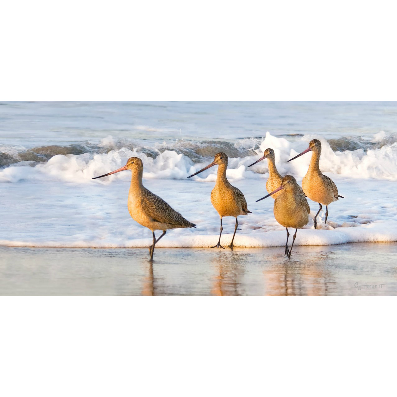 Five Marbled Godwits by CJ Hockett