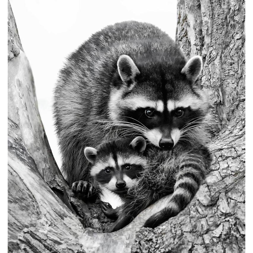 Raccoon and Kit by CJ Hockett