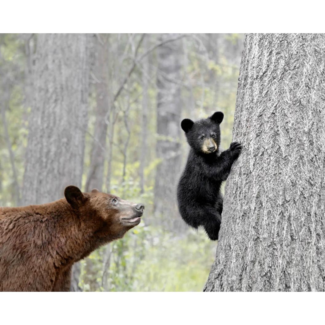Black Bear & Spring Cub by CJ Hockett
