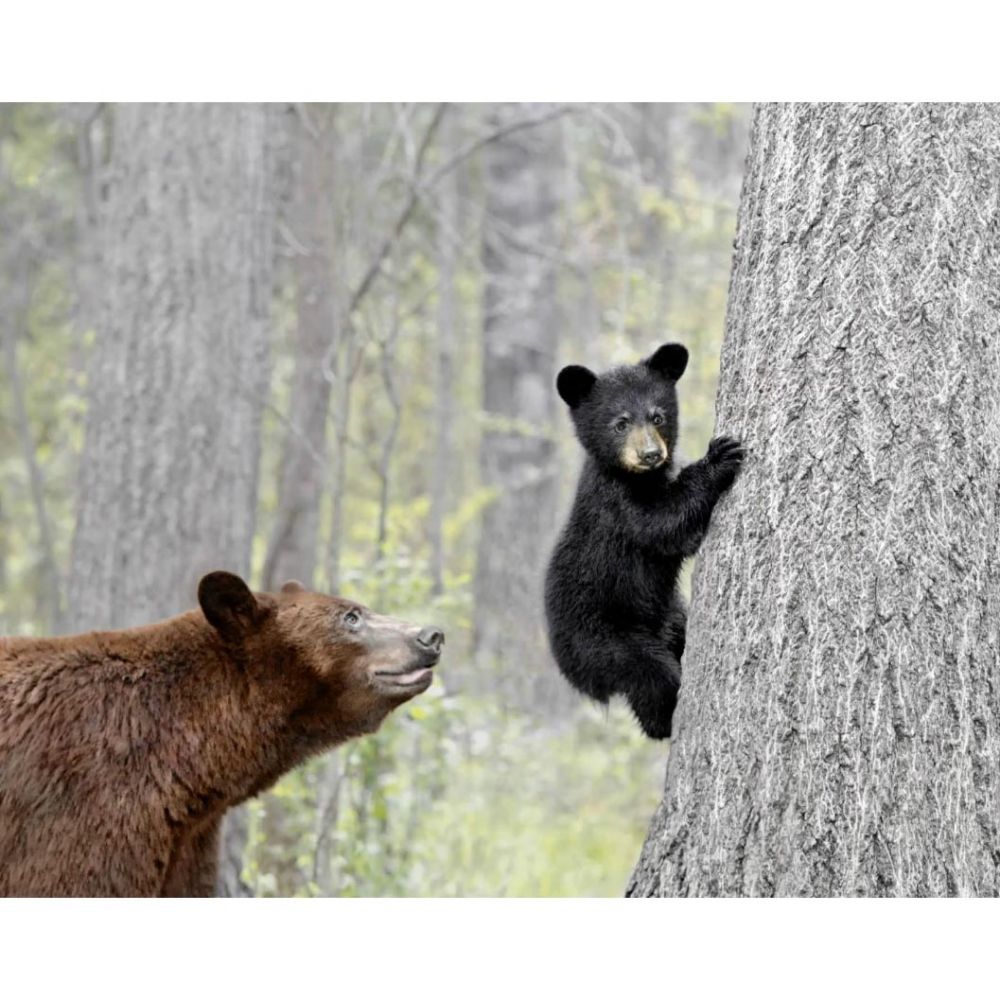 Black Bear Cubs In Tree