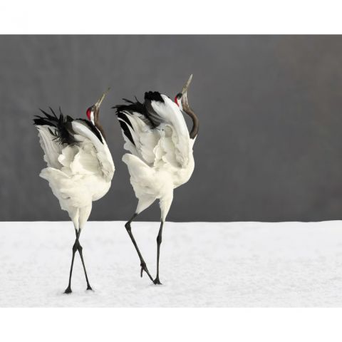 Red Crowned Crane Dance