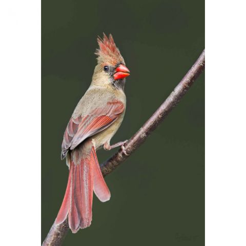 Female Cardinal Bird Northern Cardinals Ann Arbor Observer