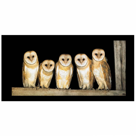Five Barn Owls by CJ Hockett