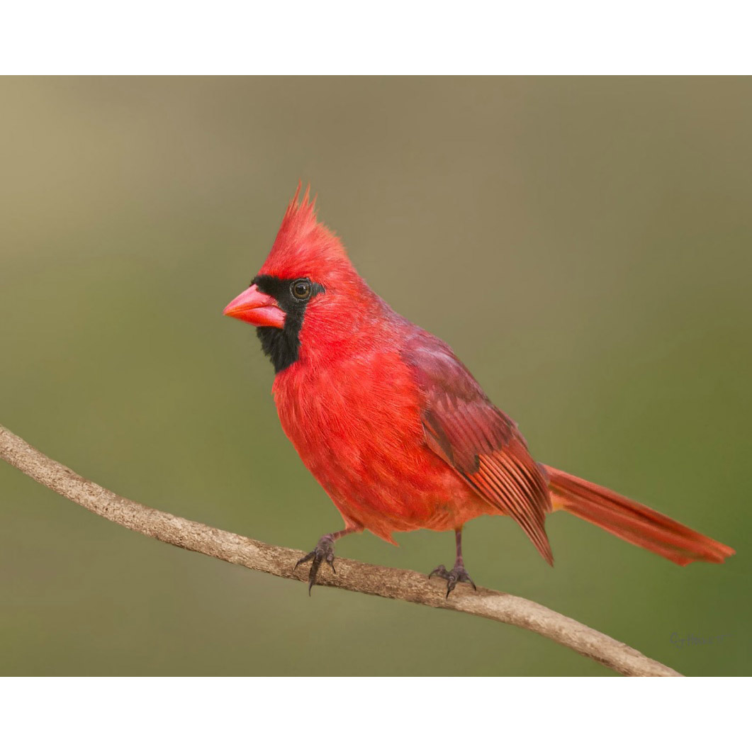 Male Cardinal by CJ Hockett