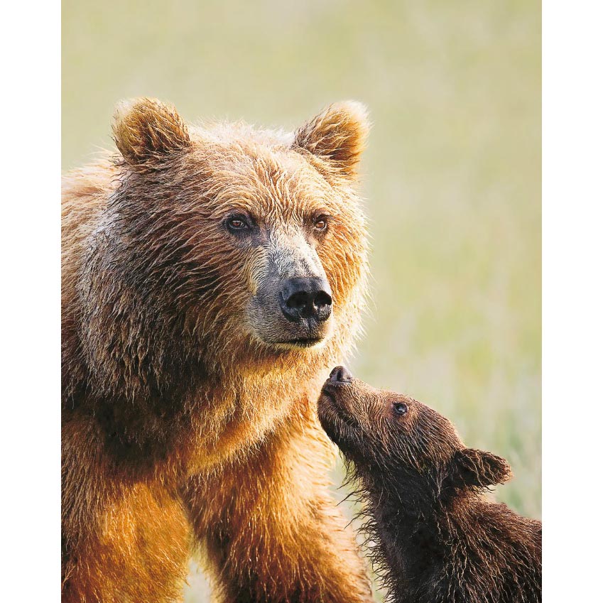 Brown Bear and Cub by CJ Hockett