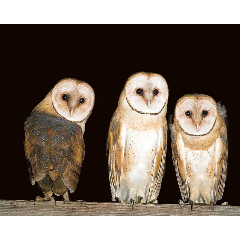 Three Barn Owls by CJ Hockett