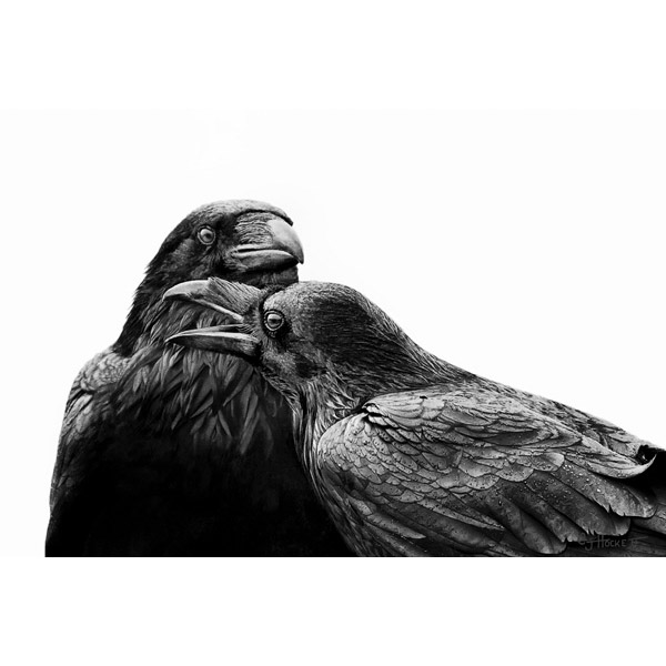Two Ravens in Black and White by CJ Hockett