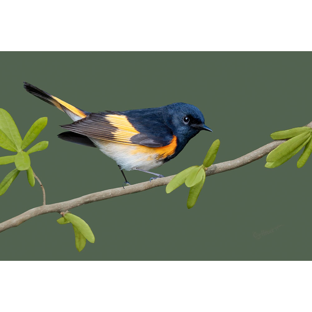 American Redstart Warbler
