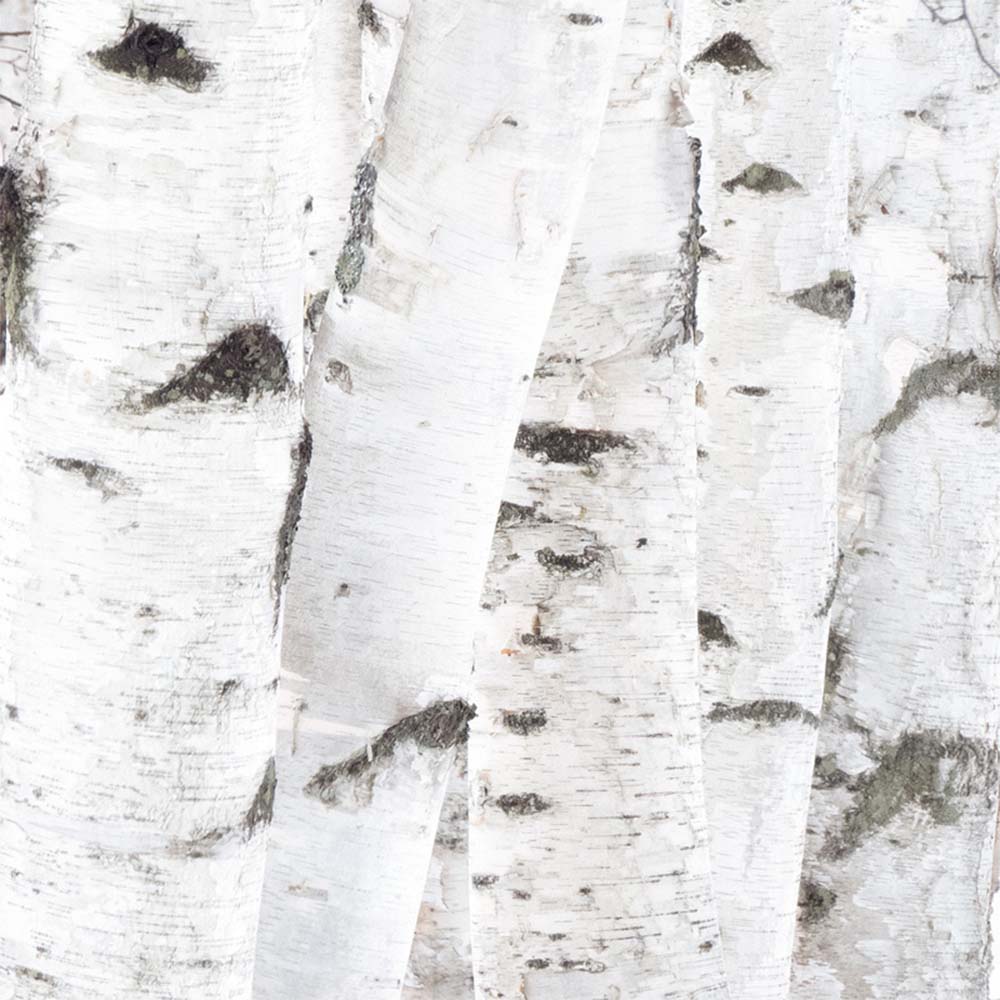 Birch Tree Texture