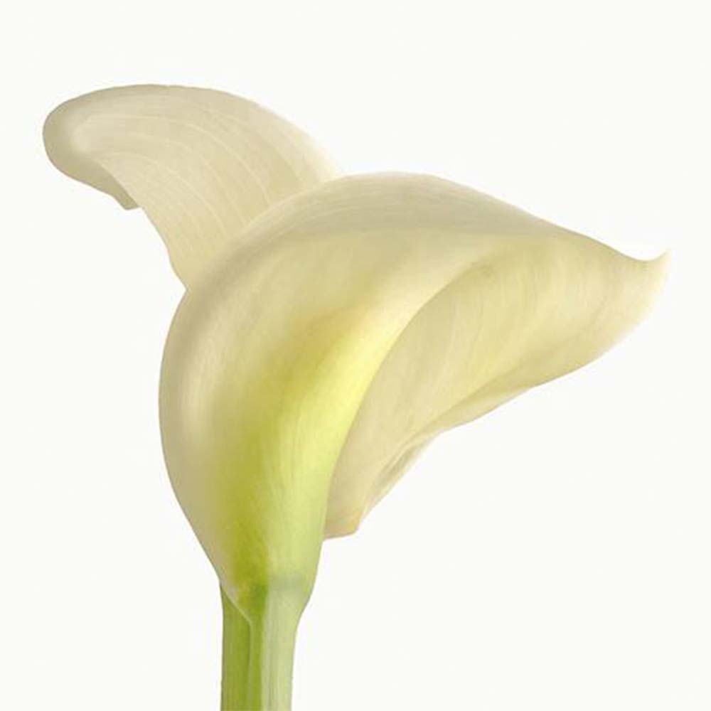 Vermont Photography | Calla | Jon Olsen