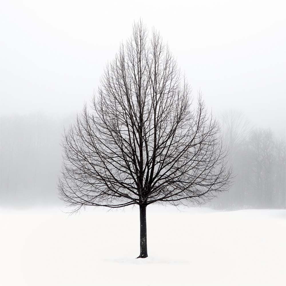 Vermont Photography | Tree in Fog | Jon Olsen